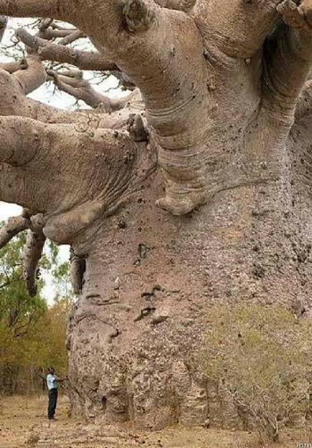 Just Genesis : Antarctica Once Had Baobab Trees