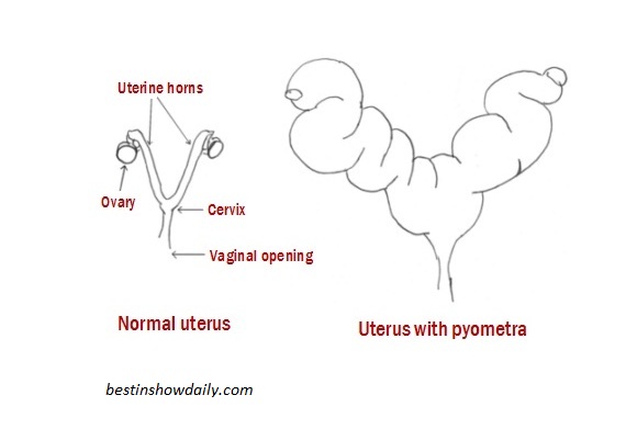 VOC: Penyakit Pyometra pada Sapi