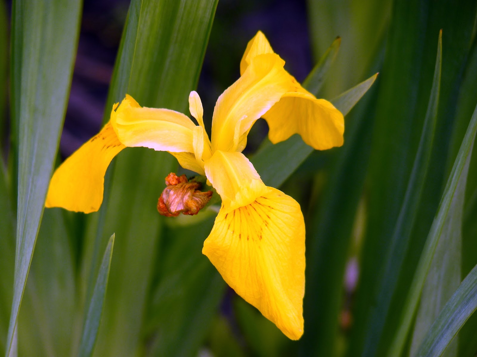 Marjal de Massamagrell-Rafalell-Vistabella: Lliri groc