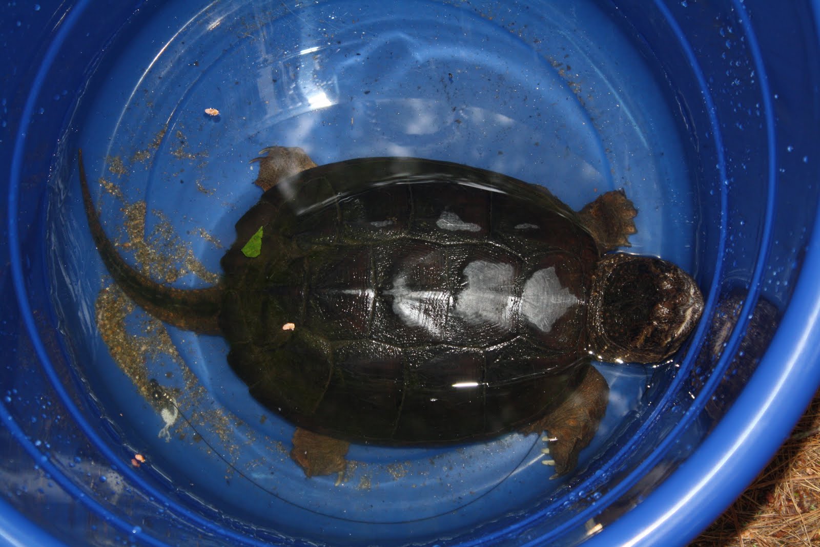 The Maine Outdoorsman: Fishing For Snapping Turtles