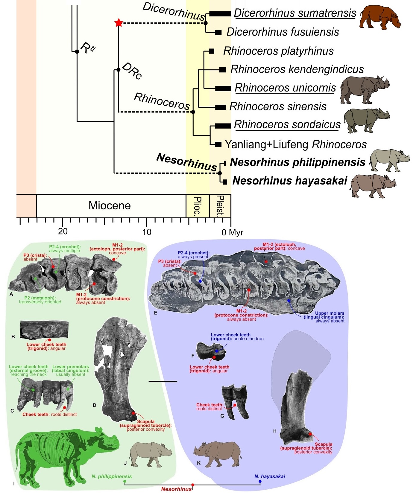 Species New to Science: [PaleoMammalogy • 2021] Nesorhinus gen. nov ...