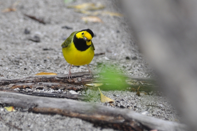 Bourbon, Bastards, and Birds.: Fall Birding in Dry Tortugas National Park