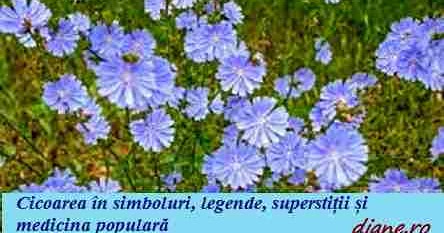Cicoarea în simboluri, legende, superstiții și medicina populară - diane.ro