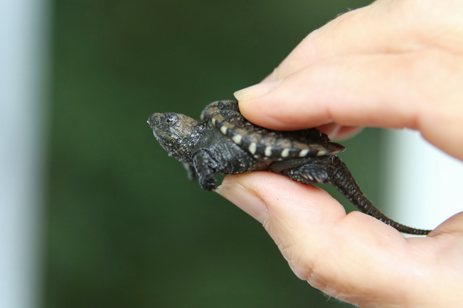 The microbial octave: Habitat preservation and its role in conservation