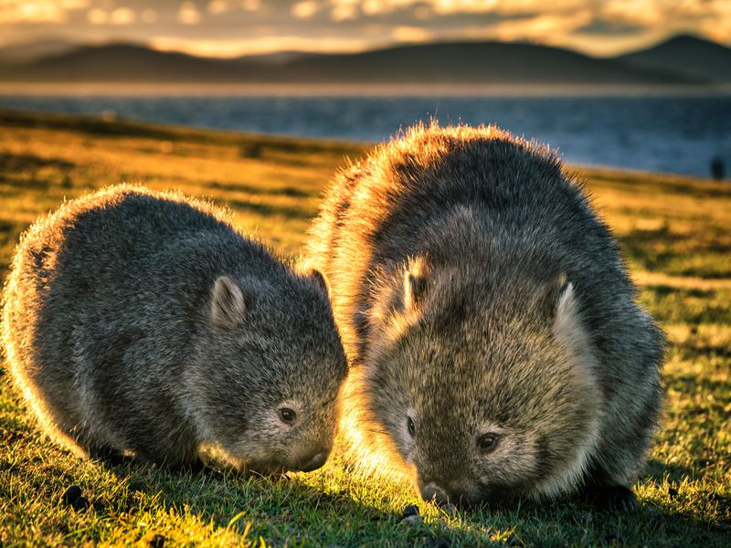 El Wombat....lo conocías?