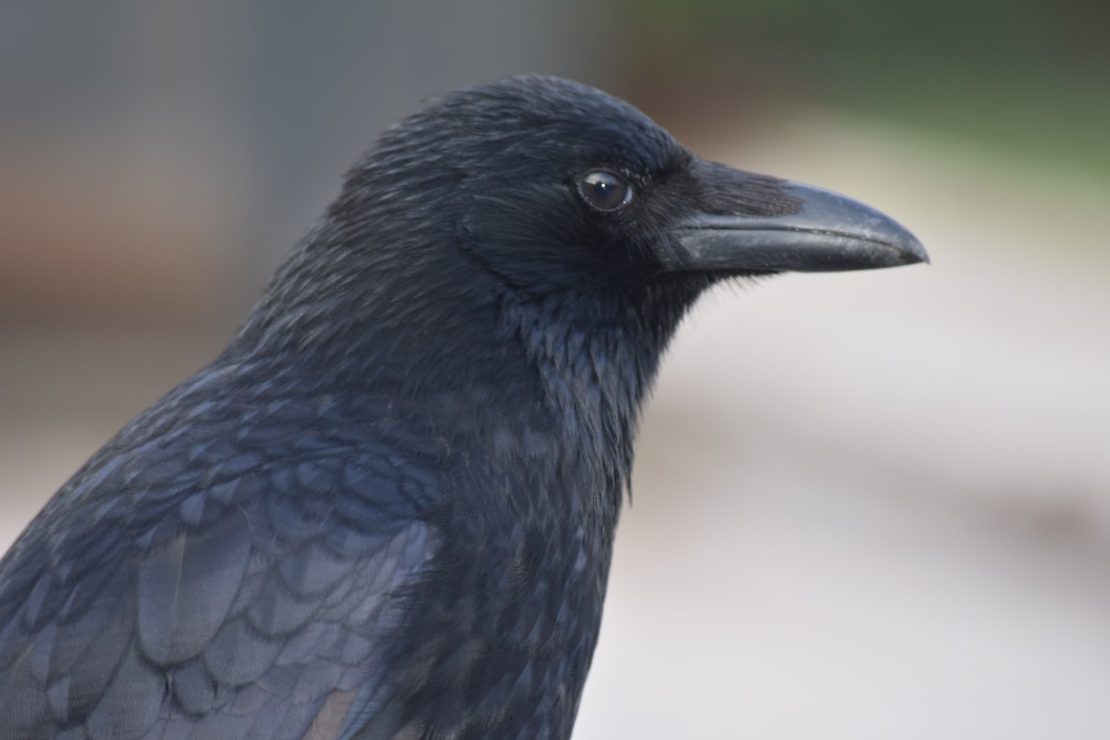 ZOOTOGRAFIANDO (6.096 ANIMALS): CORNEJA NEGRA / CARRION CROW (Corvus ...
