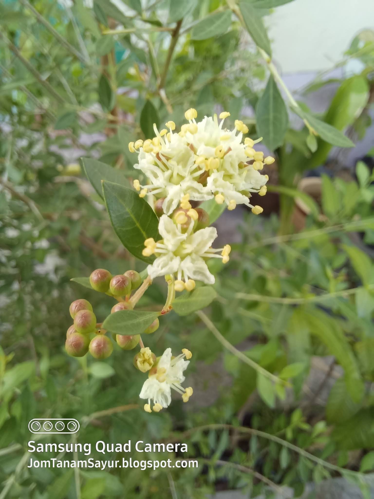 Jom Tanam Sayur ( JTS ) : Bunga Pokok Inai | Henna Flower | Lawsonia ...