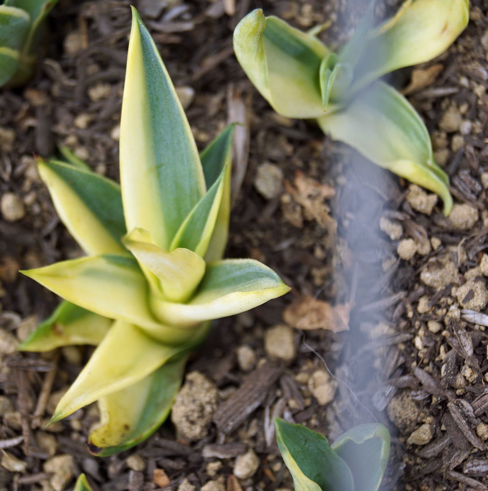 Agave Desmettiana Bloom Update: Bulbil Variegation Variations