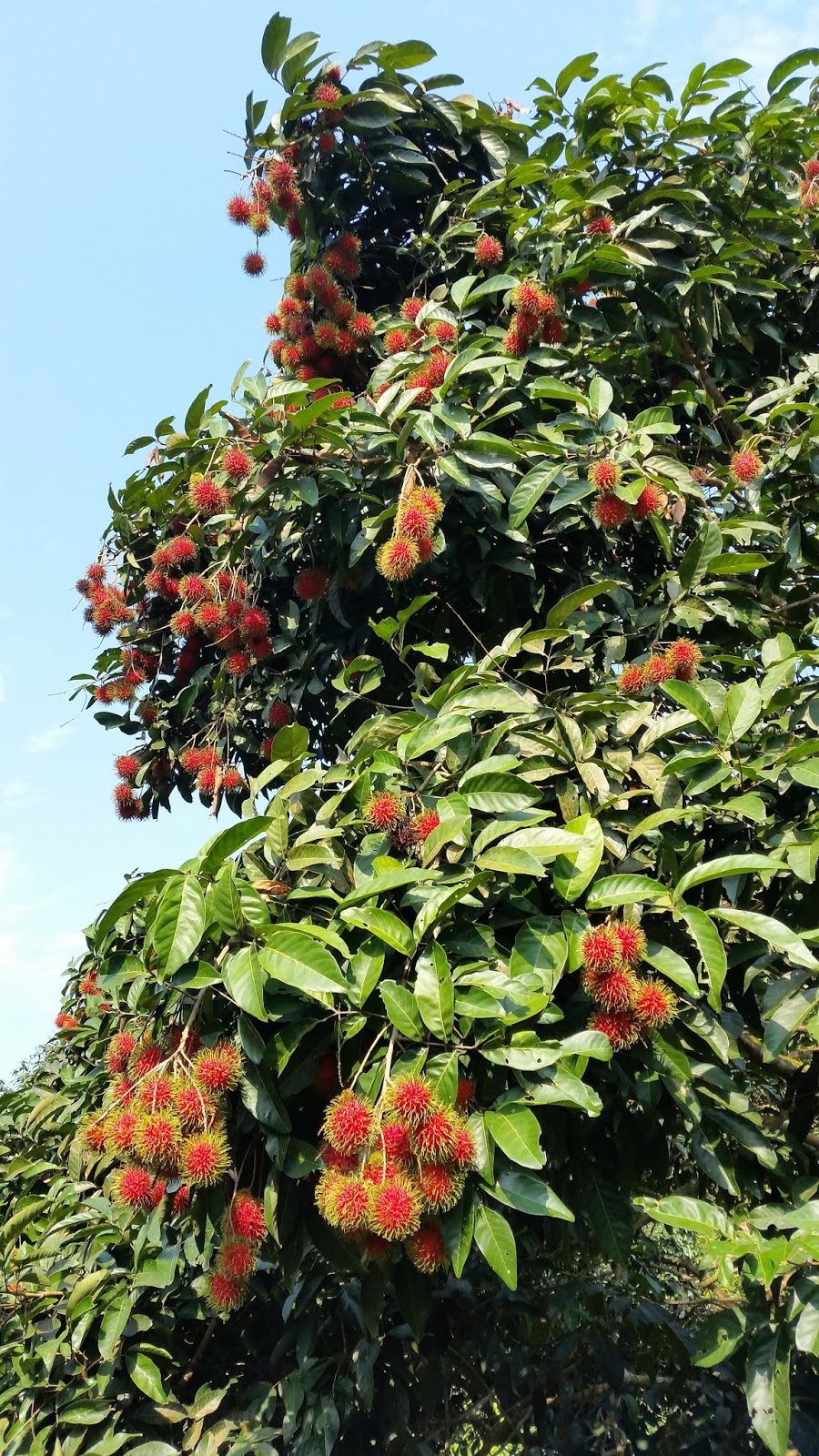 Warisan Petani: Buah Rambutan Jarum Emas