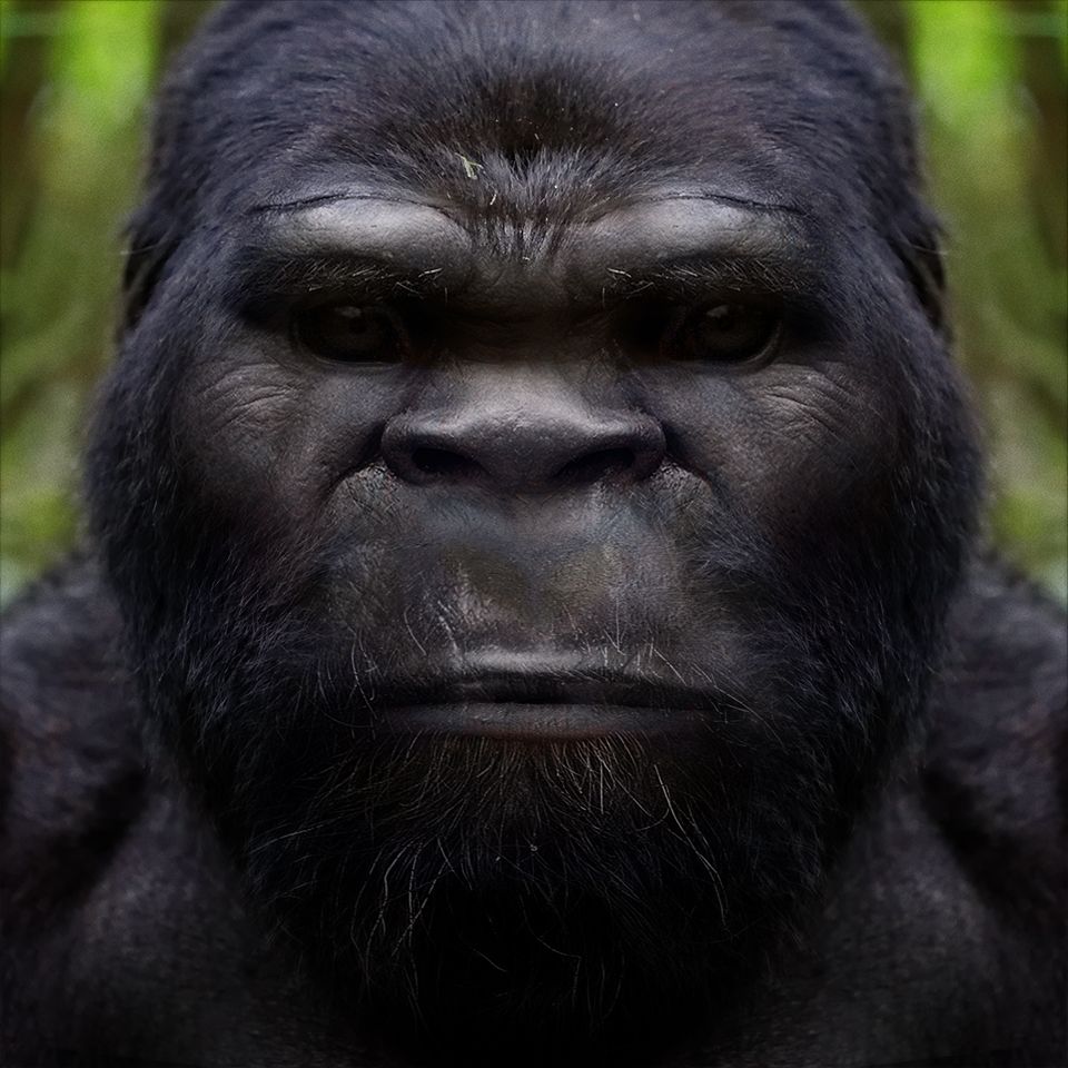 Types of North American Sasquatch