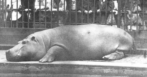 Encyclopedia of Trivia: Hippopotamus
