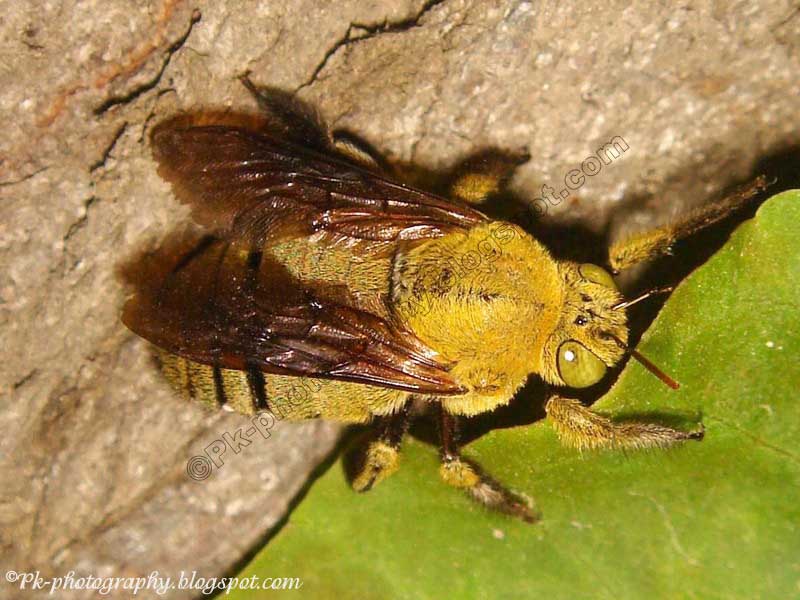 Teddy Bear Bee | Nature, Cultural, and Travel Photography Blog