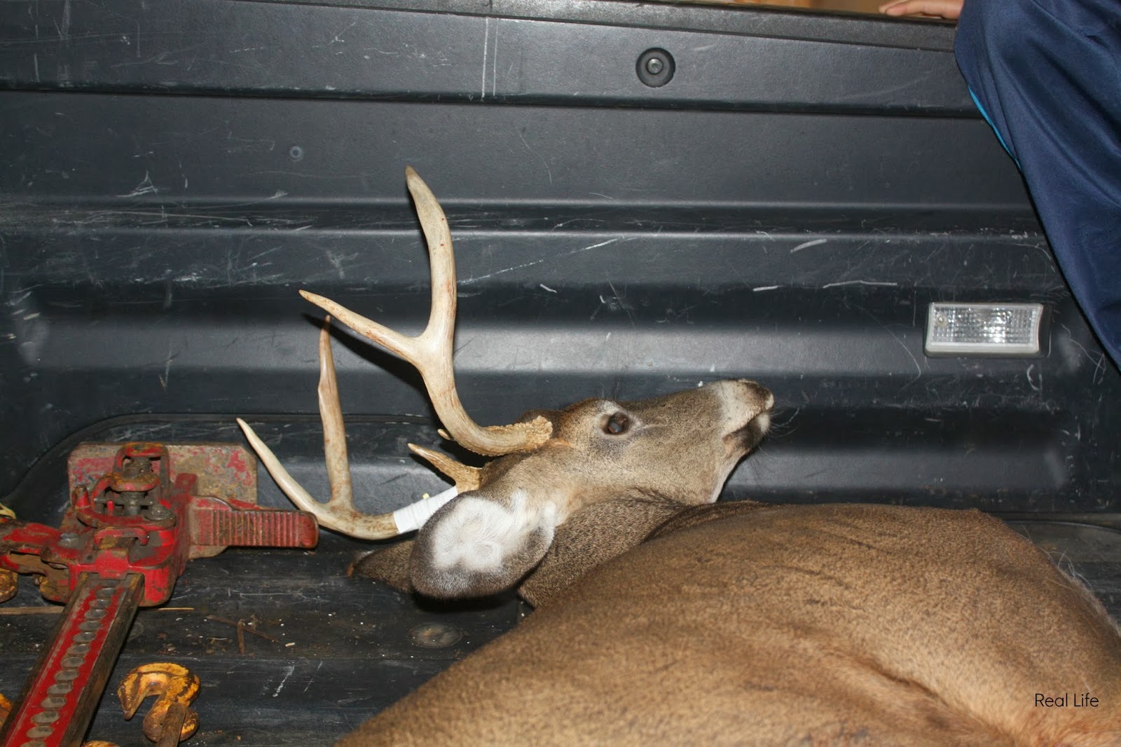 Real Life: Mice (post 3) and Mike's hunt!!!