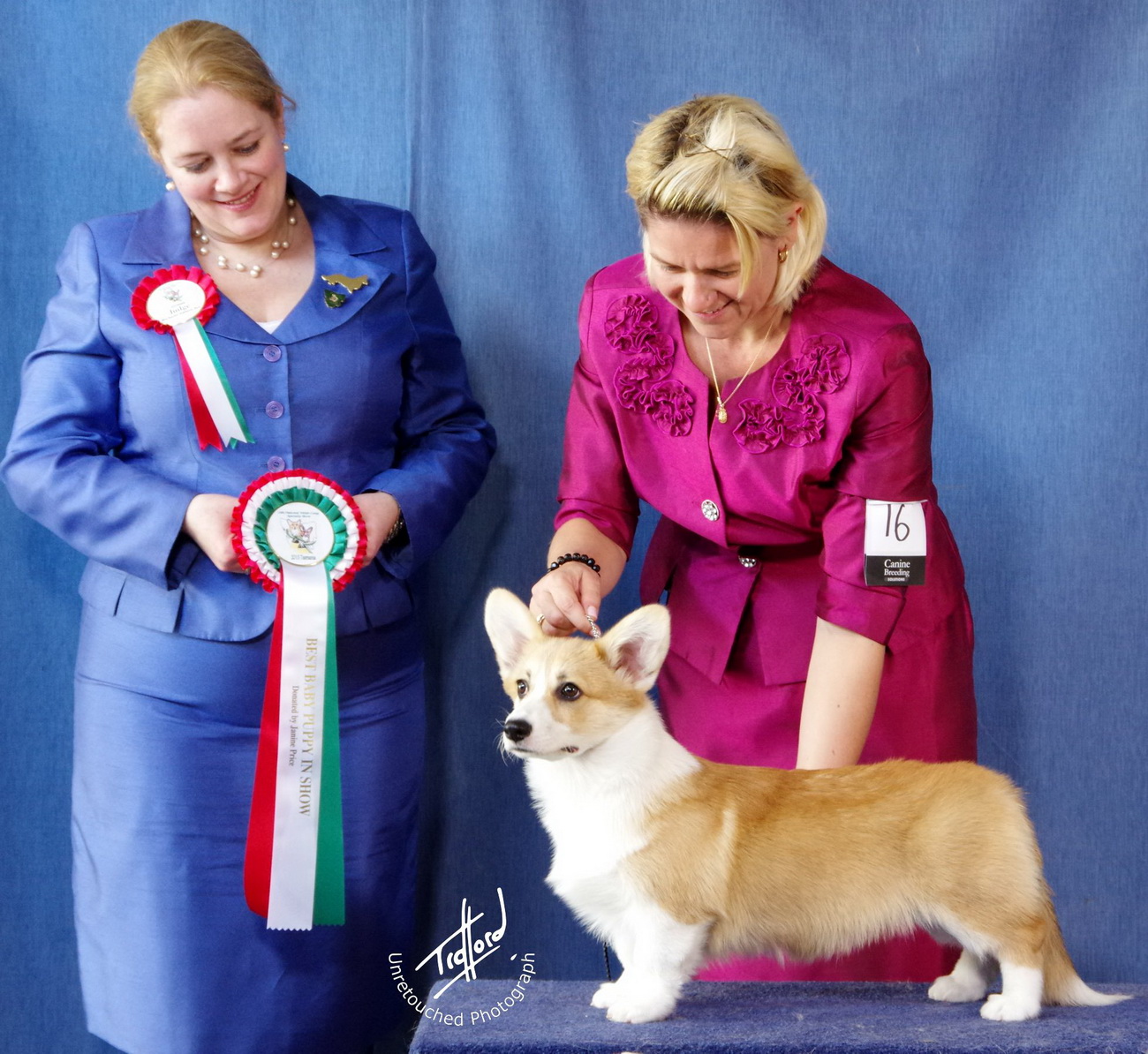 TraffordPhotos - Australian Dog Show Photos: 16th NATIONAL WELSH CORGI ...