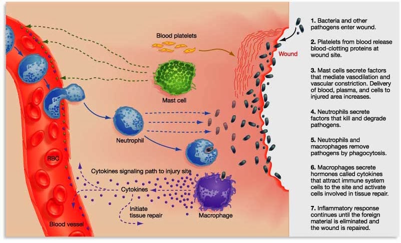 Honors Biology Blog: Immune System Quiz