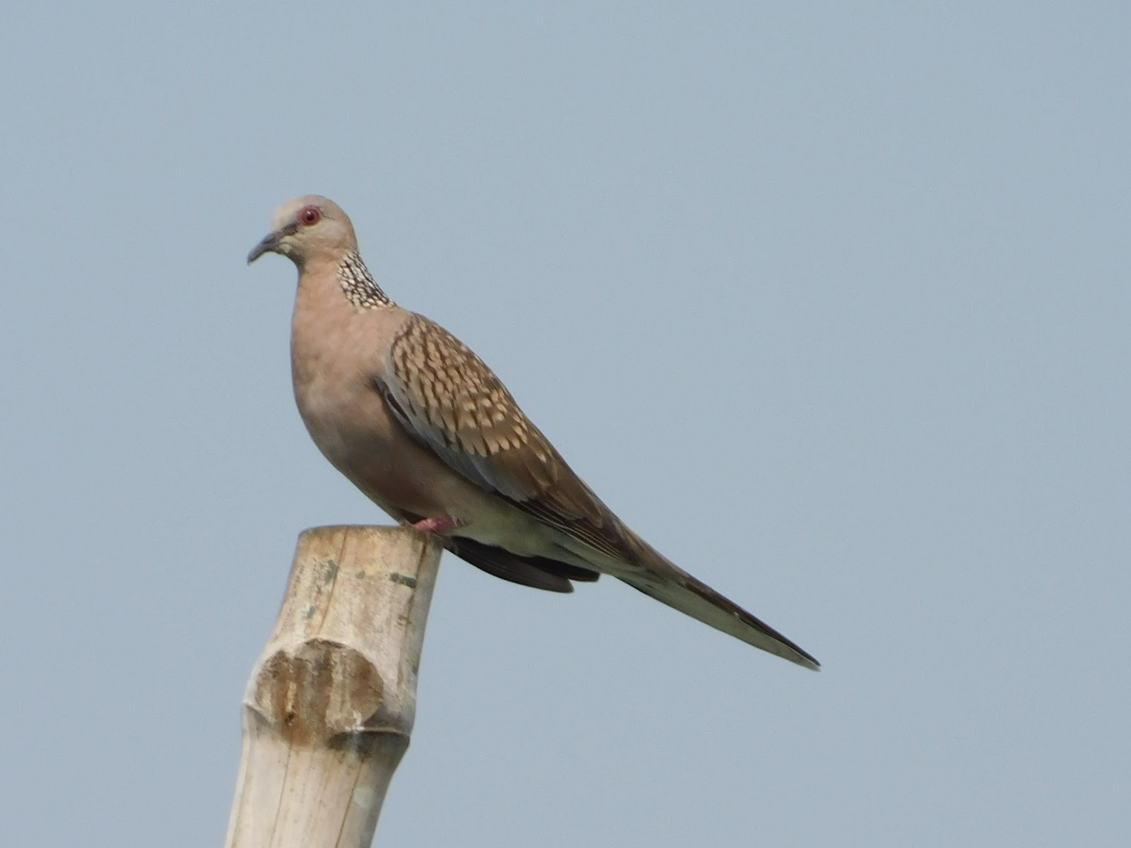 Spotted Dove/Eastern Spotted Dove - Birds of India