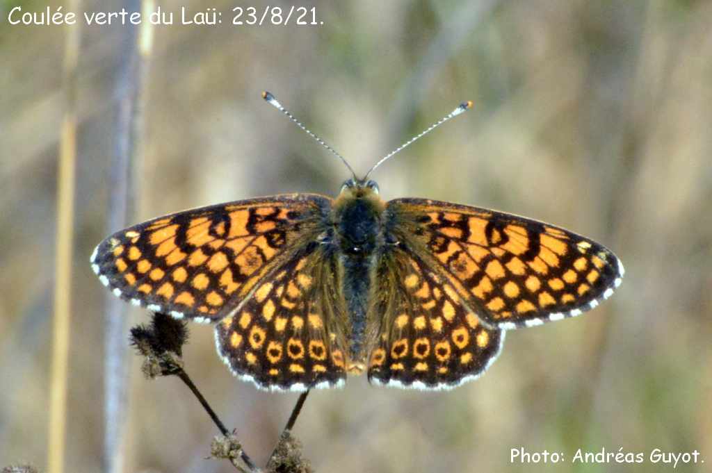 Orchidées et Papillons du Béarn. : Azuré commun (Polyommatus icarus) et ...