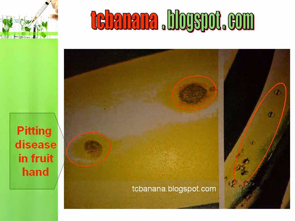 Fungal Disease (Pre & Post Harvest): Pitting Disease ~ Tissue Culture ...