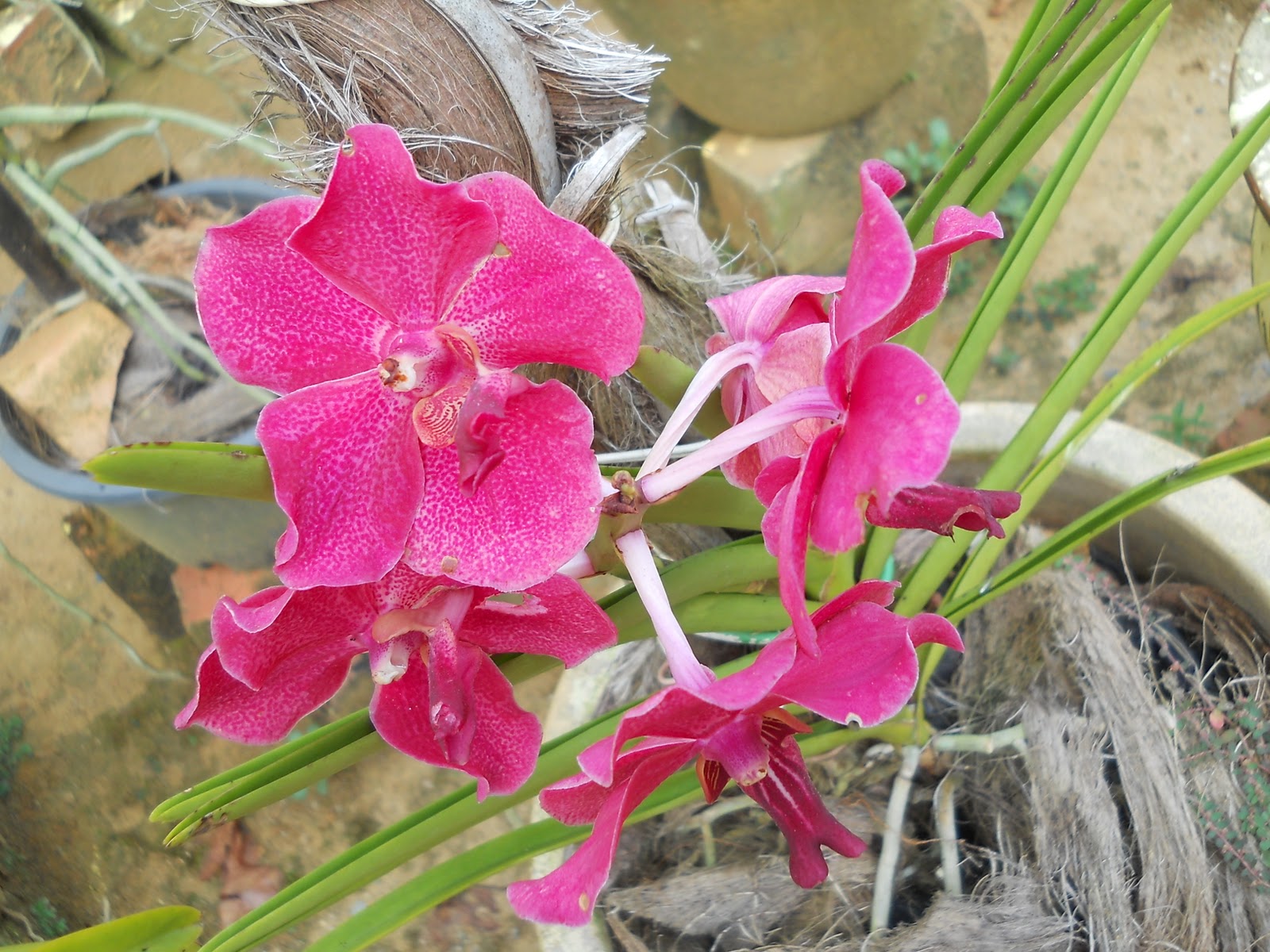 Putih Vs Hitam: Orkit Mamaku