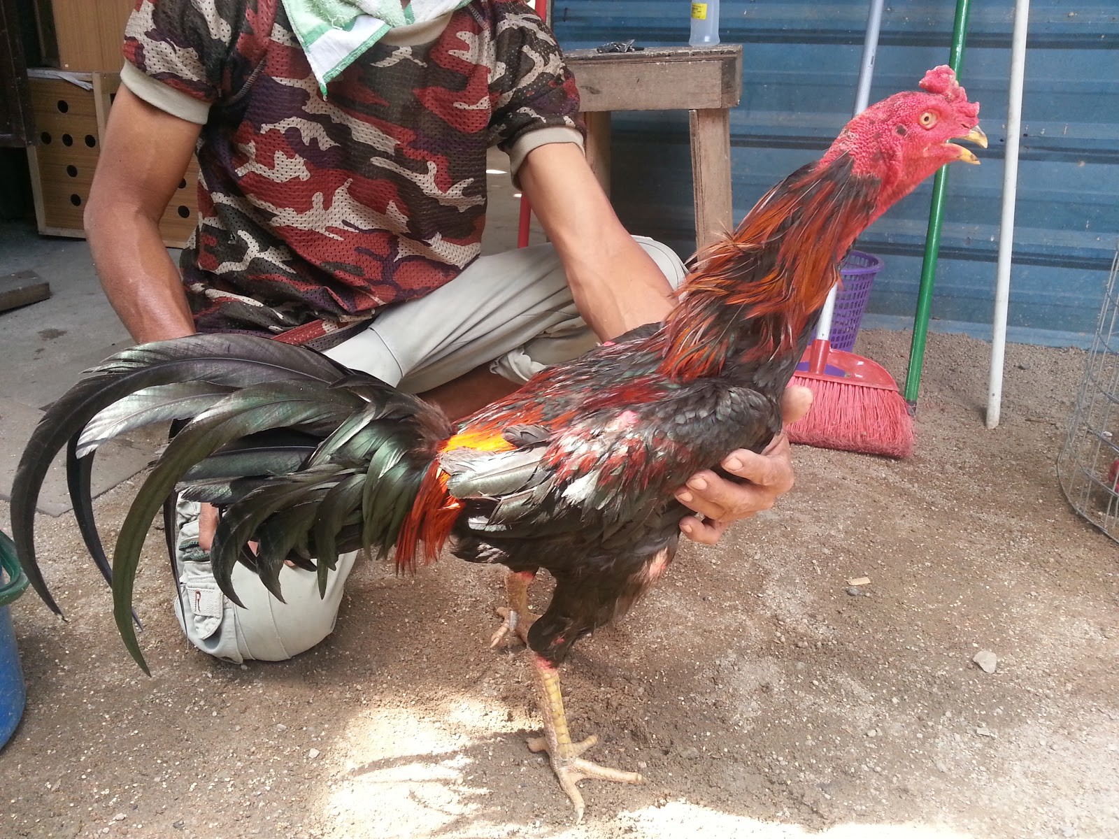 Galeri Jualan Ayam JF: Lelong Ayam Import