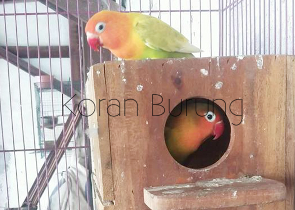 Cara Ternak Burung Lovebird - Panduan Lengkap Untuk Pemula