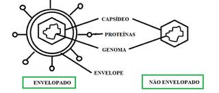 ciências news: VÍRUS ENVELOPADO E NÃO ENVELOPADO