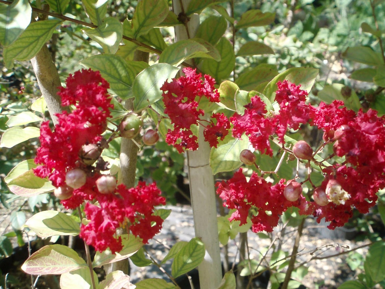 Wilson Landscape Nursery: Plant Information: Dynamite Red Crepe Myrtle ...