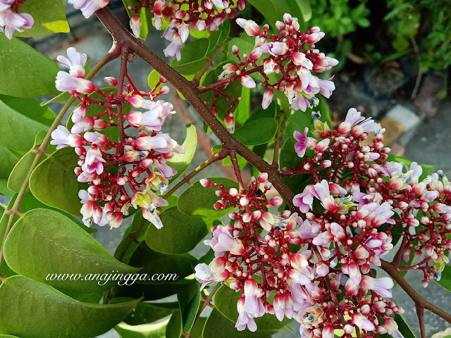 Buah belimbing besi antara yang kian di lupakan