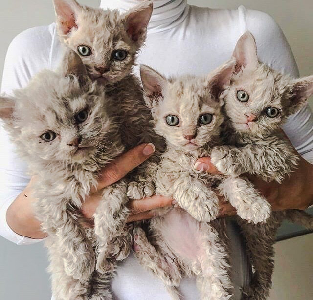 Cat Chit Chat: Pictures of 'Poodle Cat' kittens
