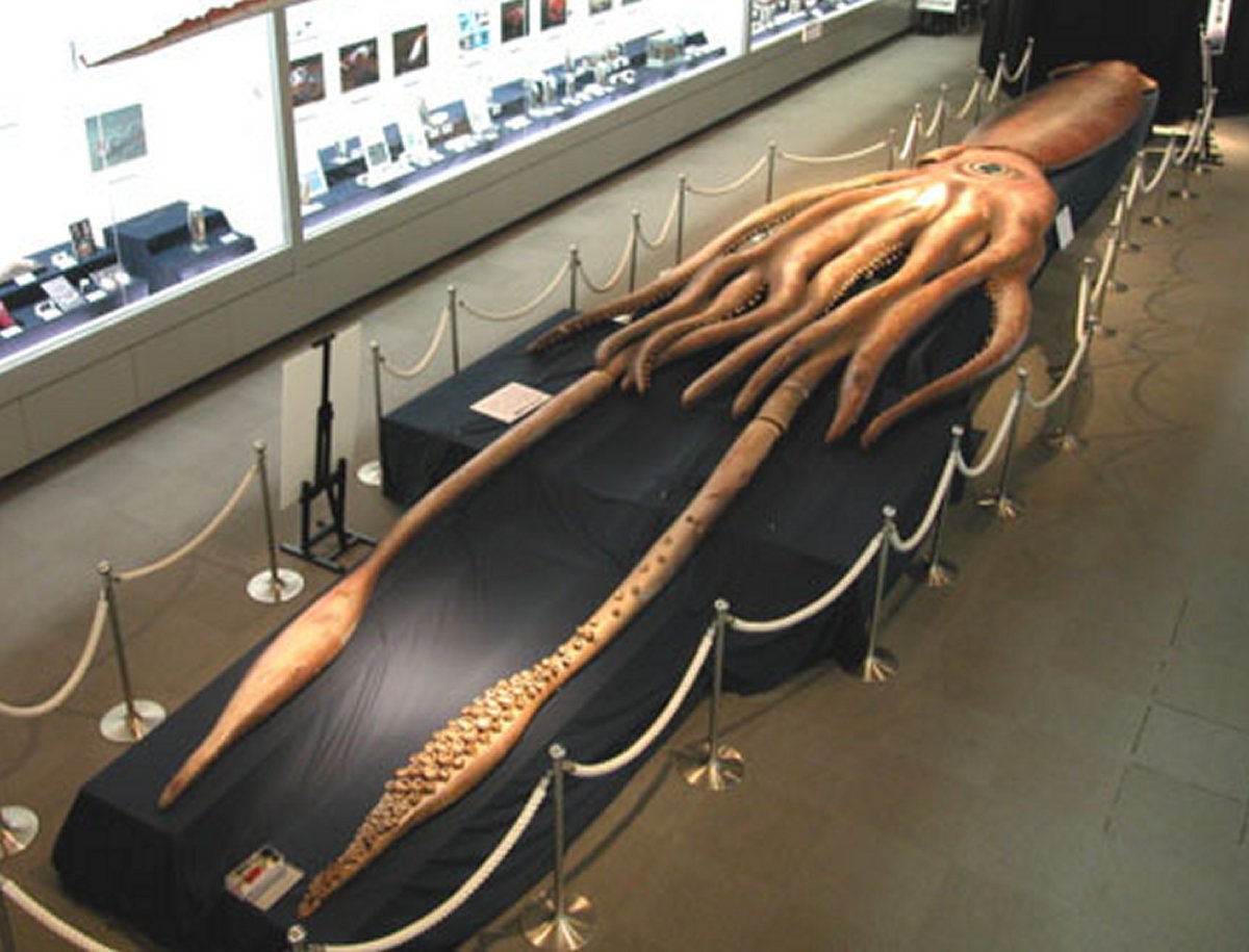 Vida Selvagem: Lula-Gigante e Lula-Colossal