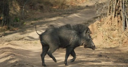 Indian Wild Boar (Sus Scrofa Cristatus)