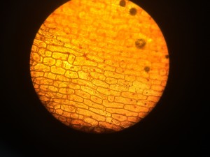 SENTHIL PRABHU SIVASAMY: Observation of Plant & Animal Cells