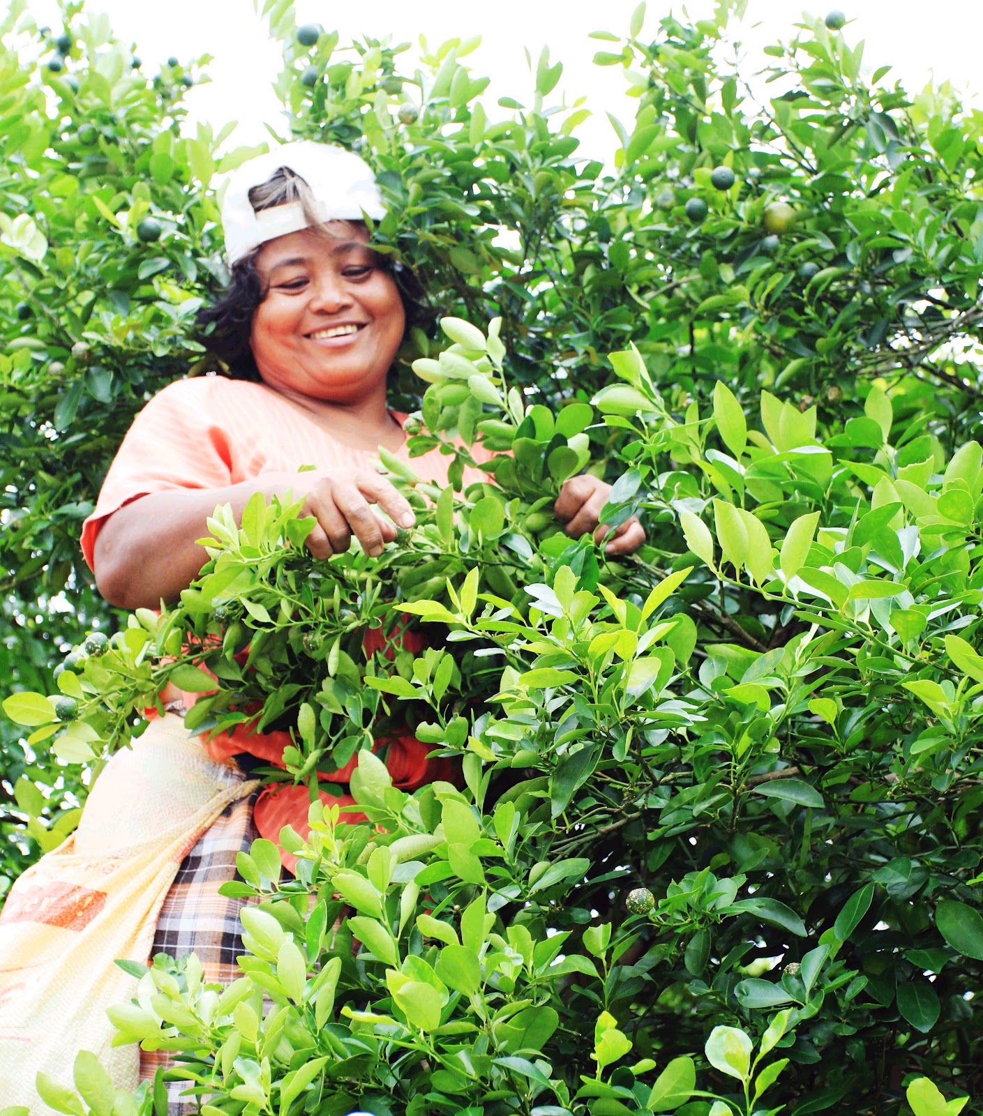 Manipud Kadagiti Editor ti Bannawag: Kalamansi