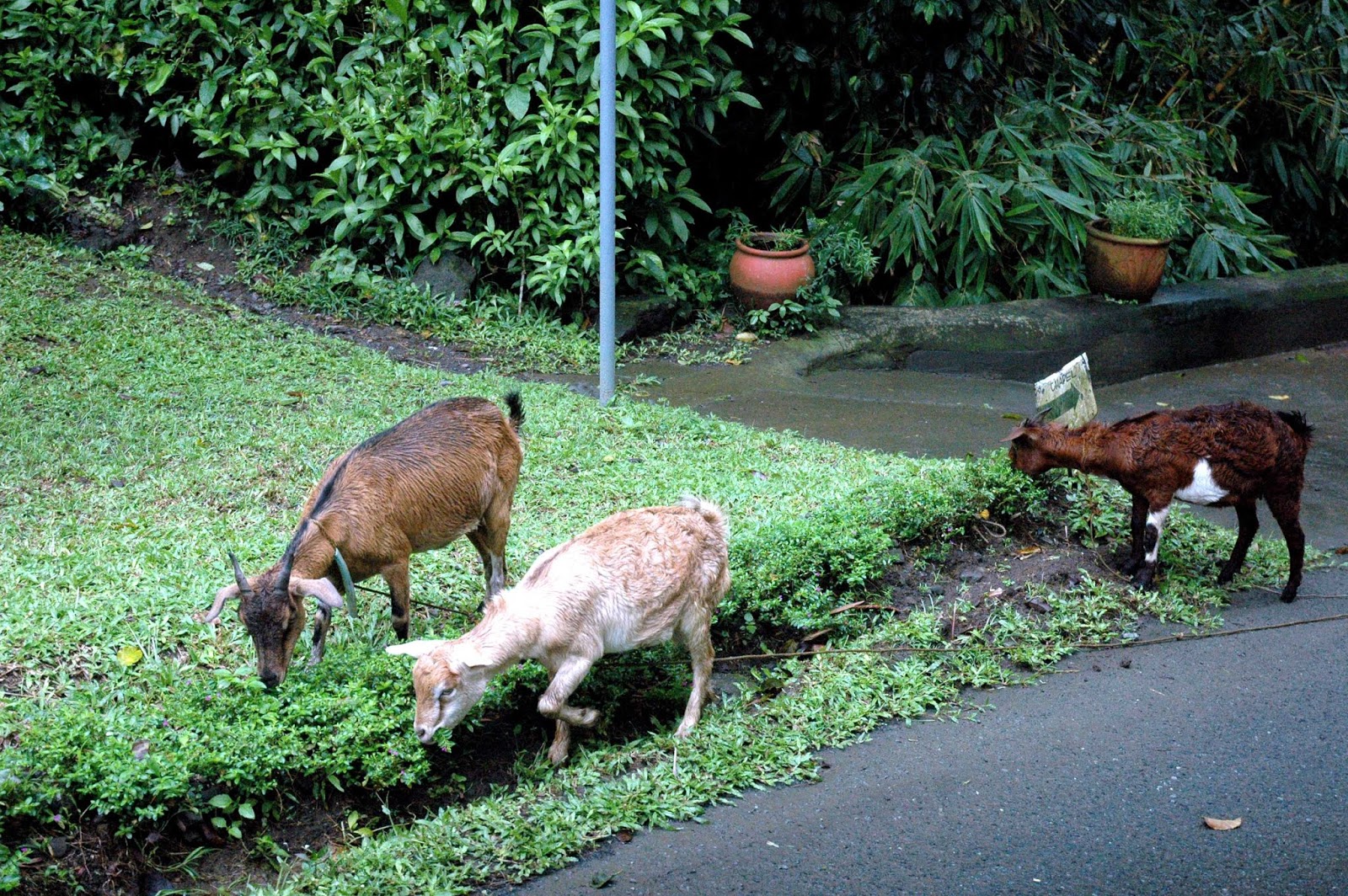 DUDE FOR FOOD: Freshest. Finest. First. A Day at Gourmet Farms...