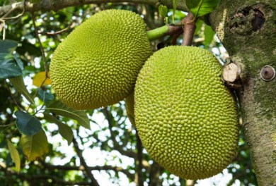 Fruit Names A to Z with Pictures - Informative Talks