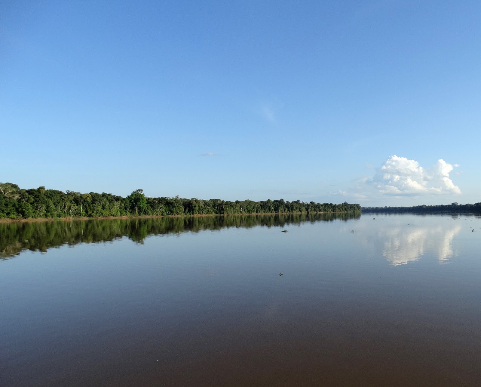 FRUTAS NATIVAS DA AMAZÔNIA