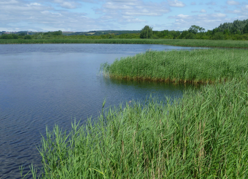 Vale of Belvoir Ramblers: Stoke Bardolph and the Netherfield Lagoons ...