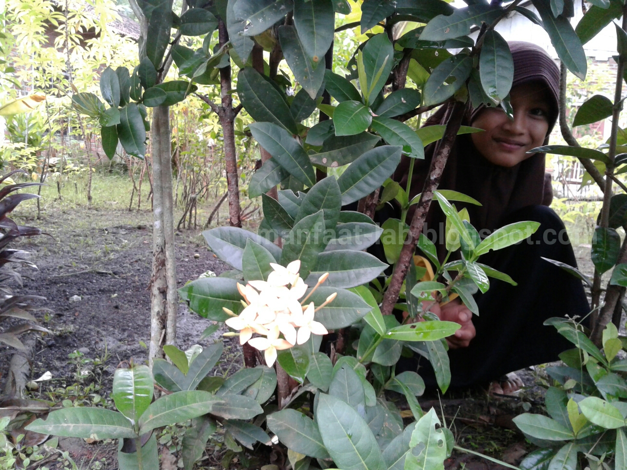 Macam-macam bunga Suko/Suka jawa - Manfaat-Lab