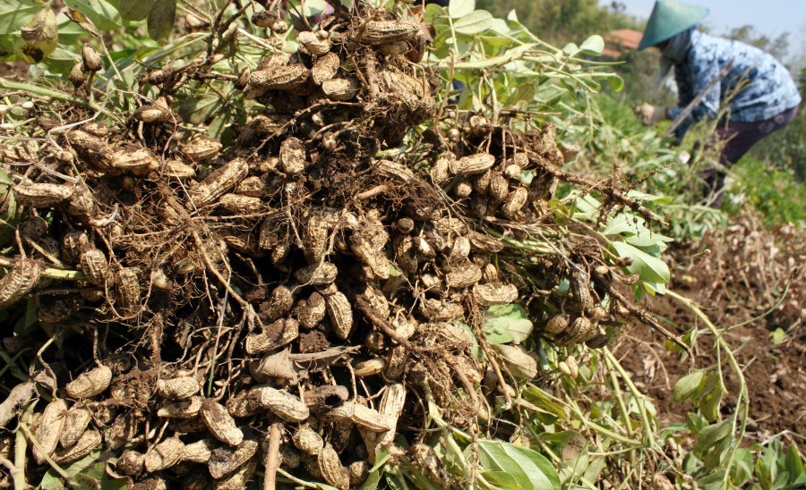 Teknik Budidaya Tanaman Kacang Tanah Naturepasa