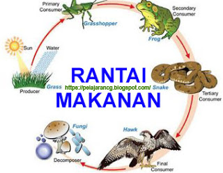 APA ITU RANTAI MAKANAN DAN JARING MAKANAN - Kurikulum Pelajaran