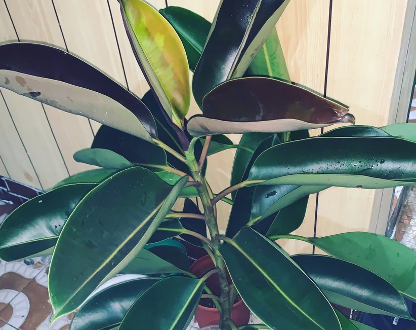 Mga Kwentong Ma Alamat: How to Propagate Rubber Tree from Cuttings