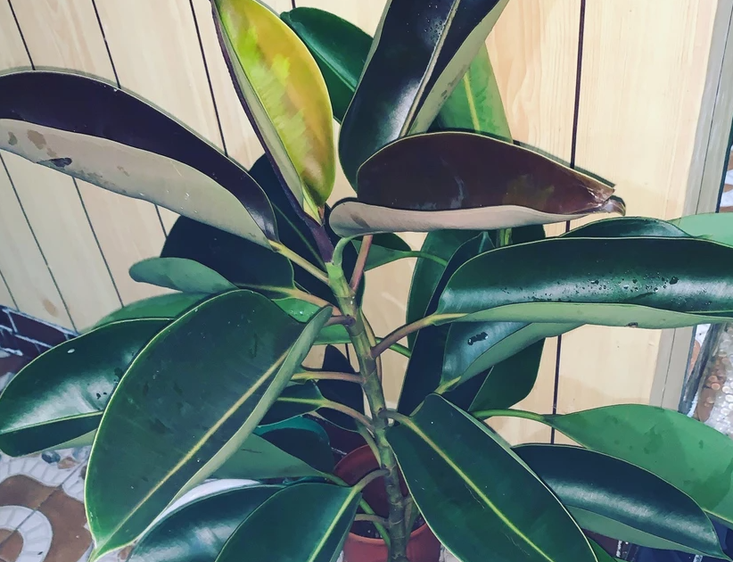 Mga Kwentong Ma Alamat: How to Propagate Rubber Tree from Cuttings