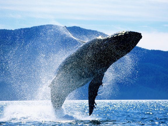 Goo Animal THE BLUE WHALE goo-animal-the-blue-whale