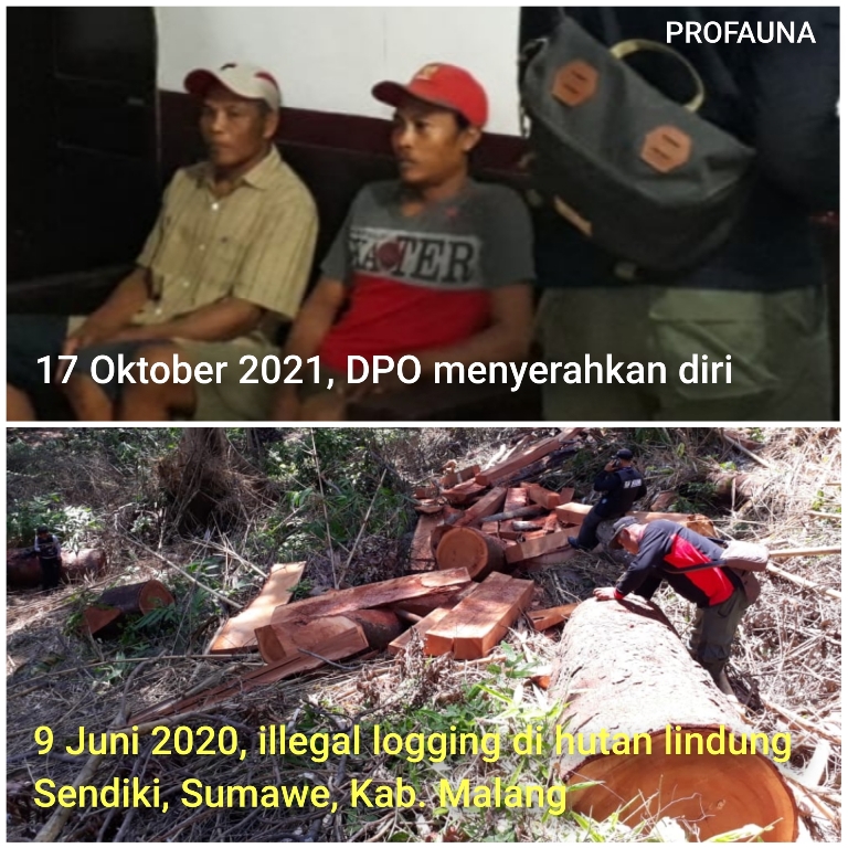 Profauna Indonesia Setahun Jadi Dpo Kasus Illegal Logging Hutan