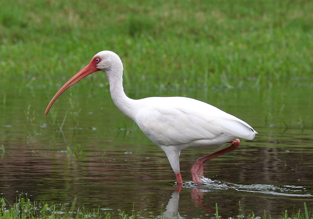 Top 15 White Birds in the World