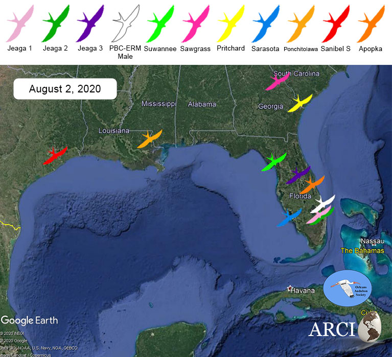 Swallow-tailed Kite Migration: And so it begins… Swallow-tailed Kites ...