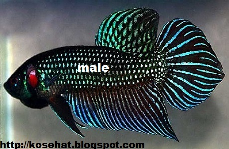 The characteristics of the female betta fish - Betta Fish Community