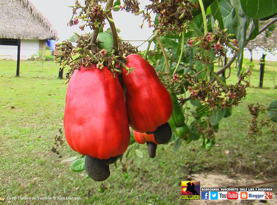 Canal Llanero: EL MARAÑON - MEREY