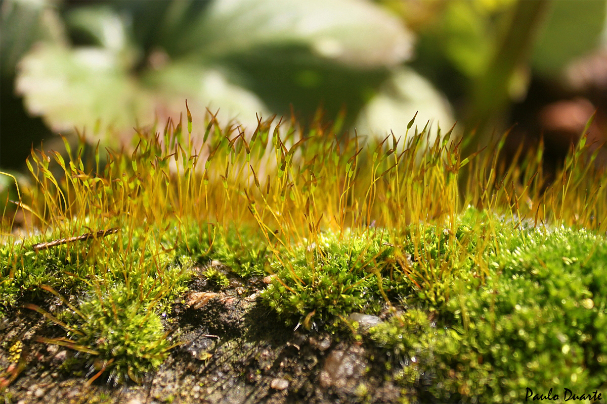 Vislumbres...: Musgo