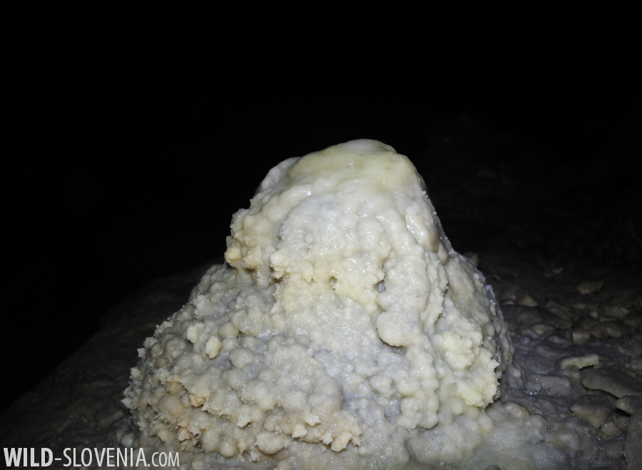 Carniolicum - Wildlife & Biodiversity in Slovenia: Leptodirus ...